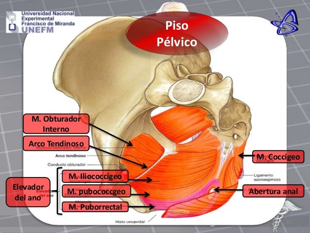 Pelvis
