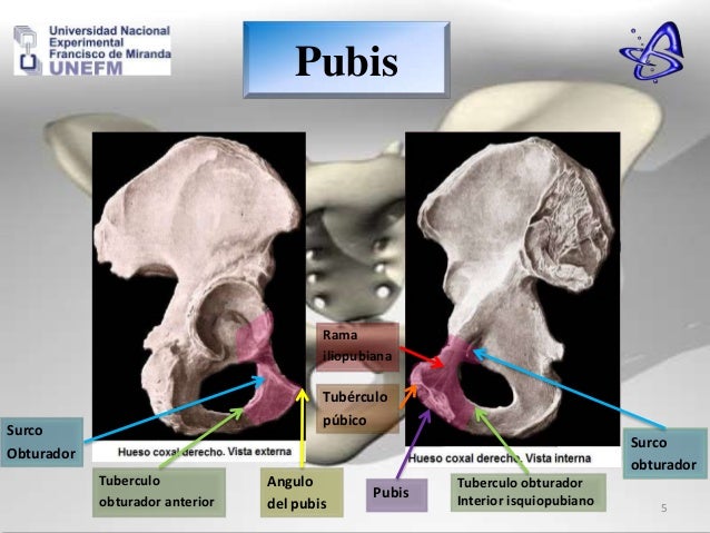 Pelvis