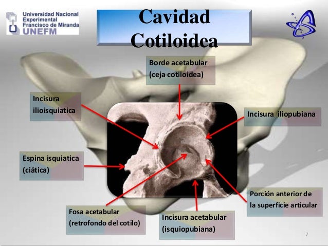 Pelvis