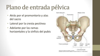 Pelvis | PPTX
