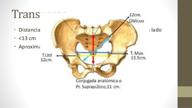 Pelvis