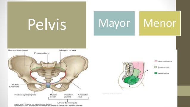 Pelvis