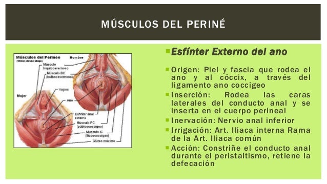 anatomia del Piso Pélvico y Periné. Irrigación, Linfáticos e Inervaci…