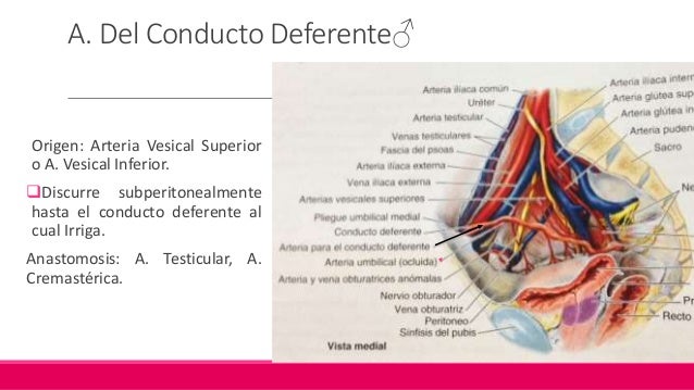 anatomia del Piso Pélvico y Periné. Irrigación, Linfáticos e Inervaci…