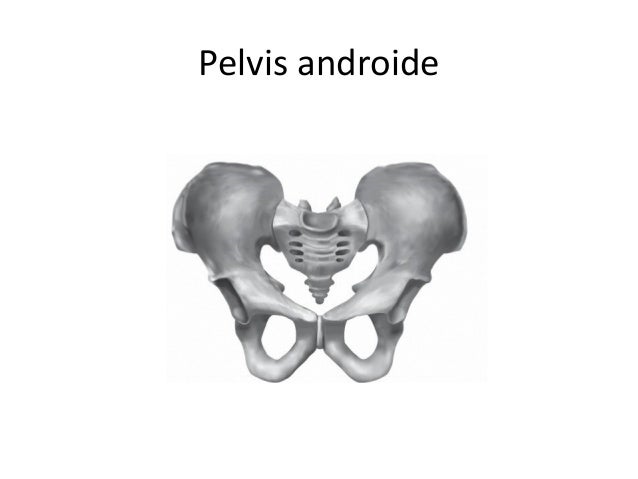 Pelvis