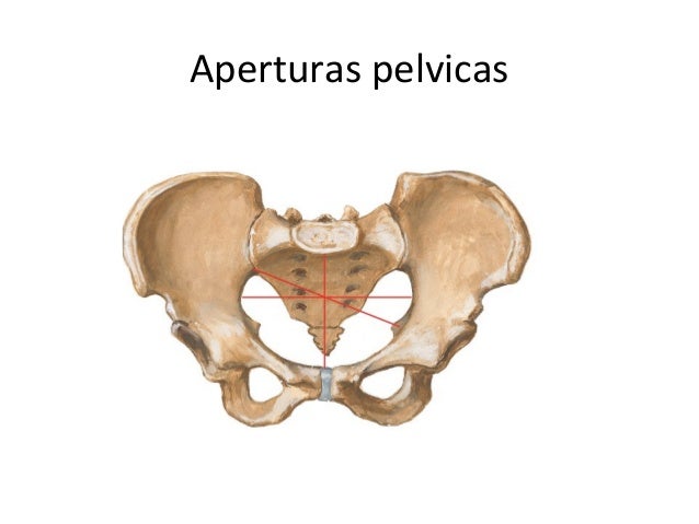 Pelvis