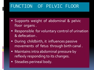 Pelvis | PPTX