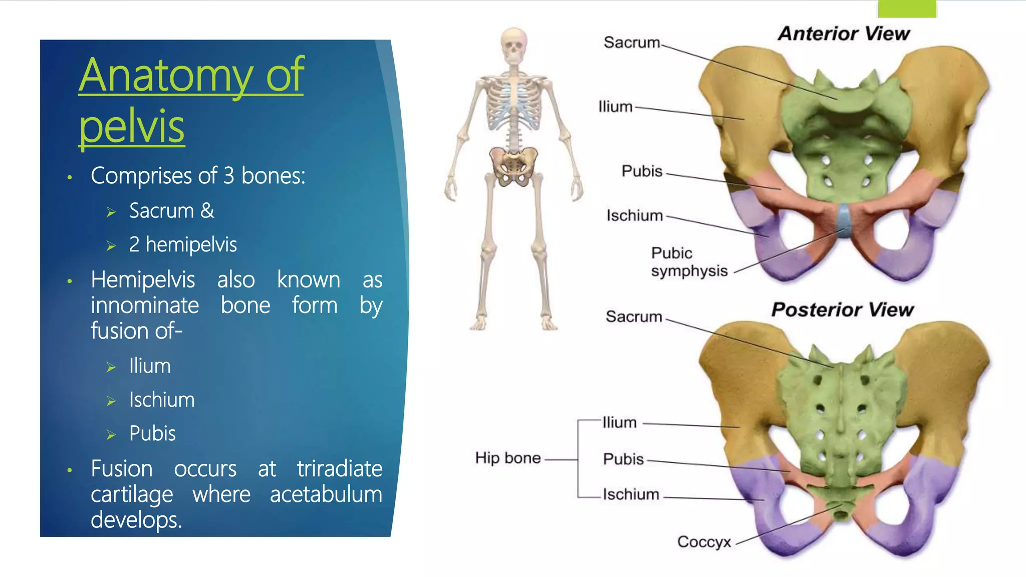Pelvis fracture dislocation | PPTX
