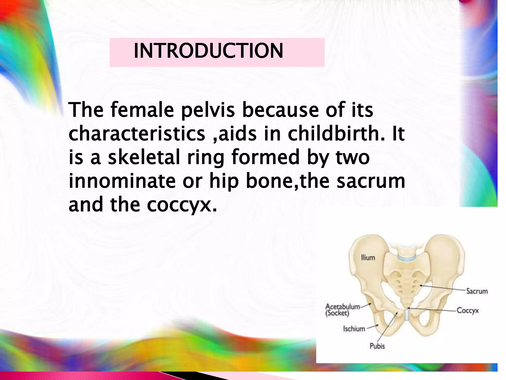 Pelvis | PPTX