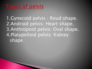 Pelvis | PPTX