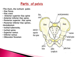 Pelvis | PPTX