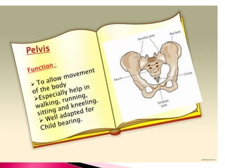 Pelvis | PPTX