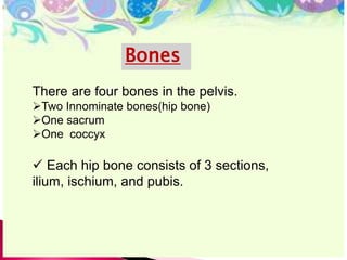 Pelvis | PPT
