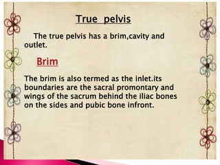 Pelvis | PPTX