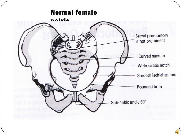 Pectineal Line Of Pubis Bony Pelvis: Ilium, Ischium, Pubis | Kenhub