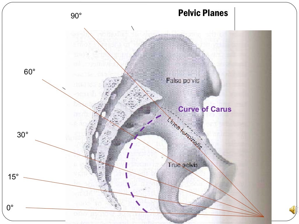 Pelvis 2