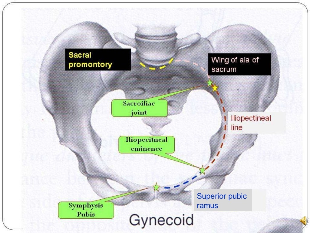 Pelvis 2