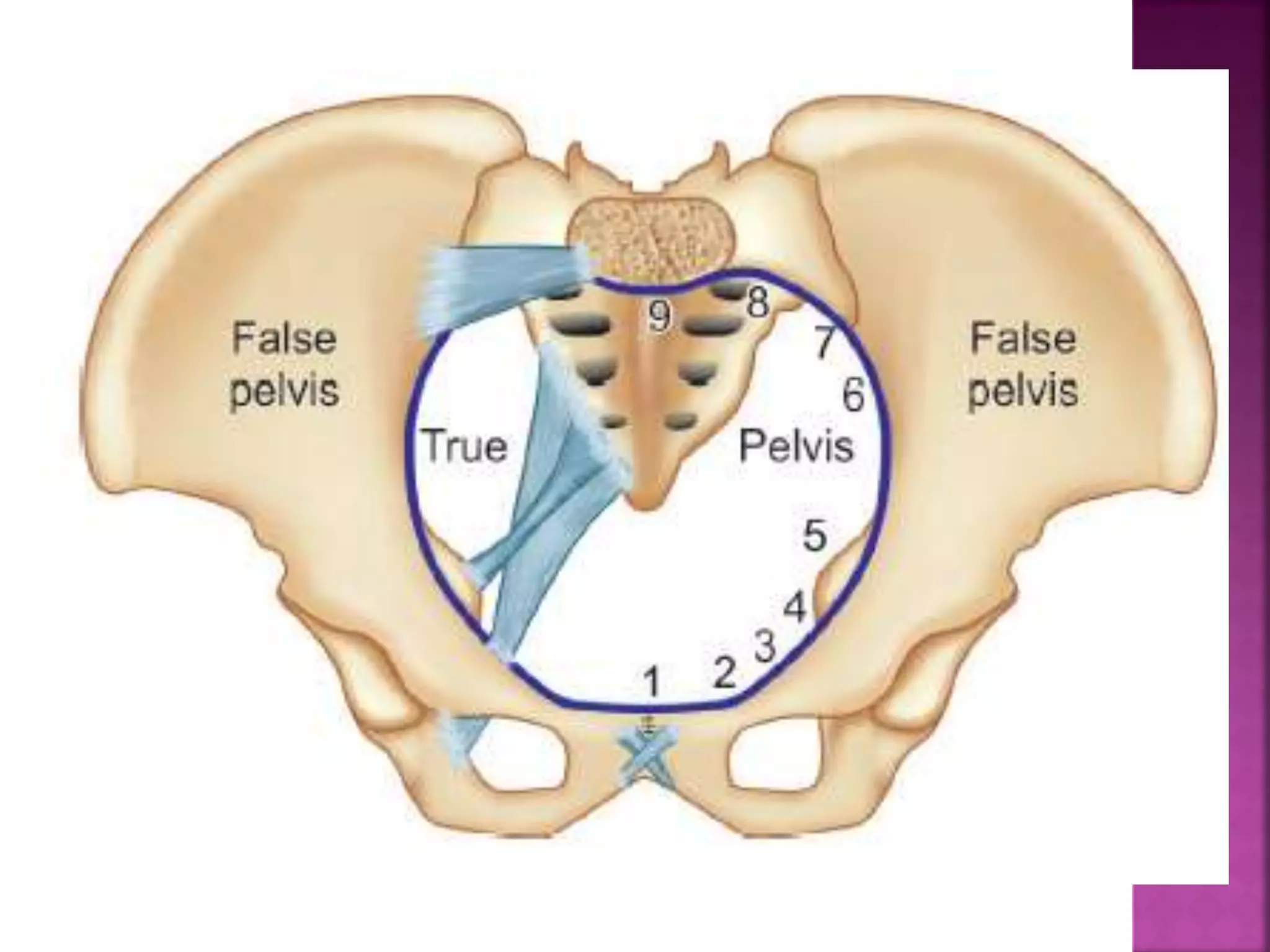 Pelvis - Obstetrical Significance | PPTX