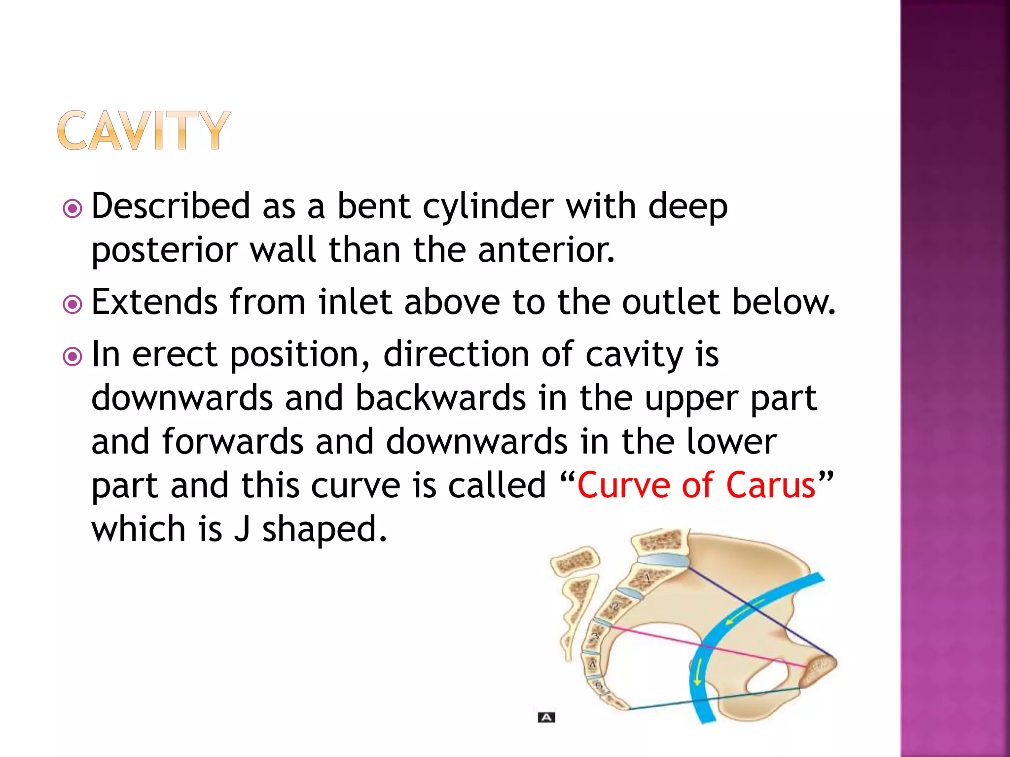 Pelvis - Obstetrical Significance | PPTX