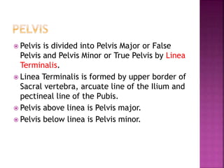 Pelvis - Obstetrical Significance | PPTX