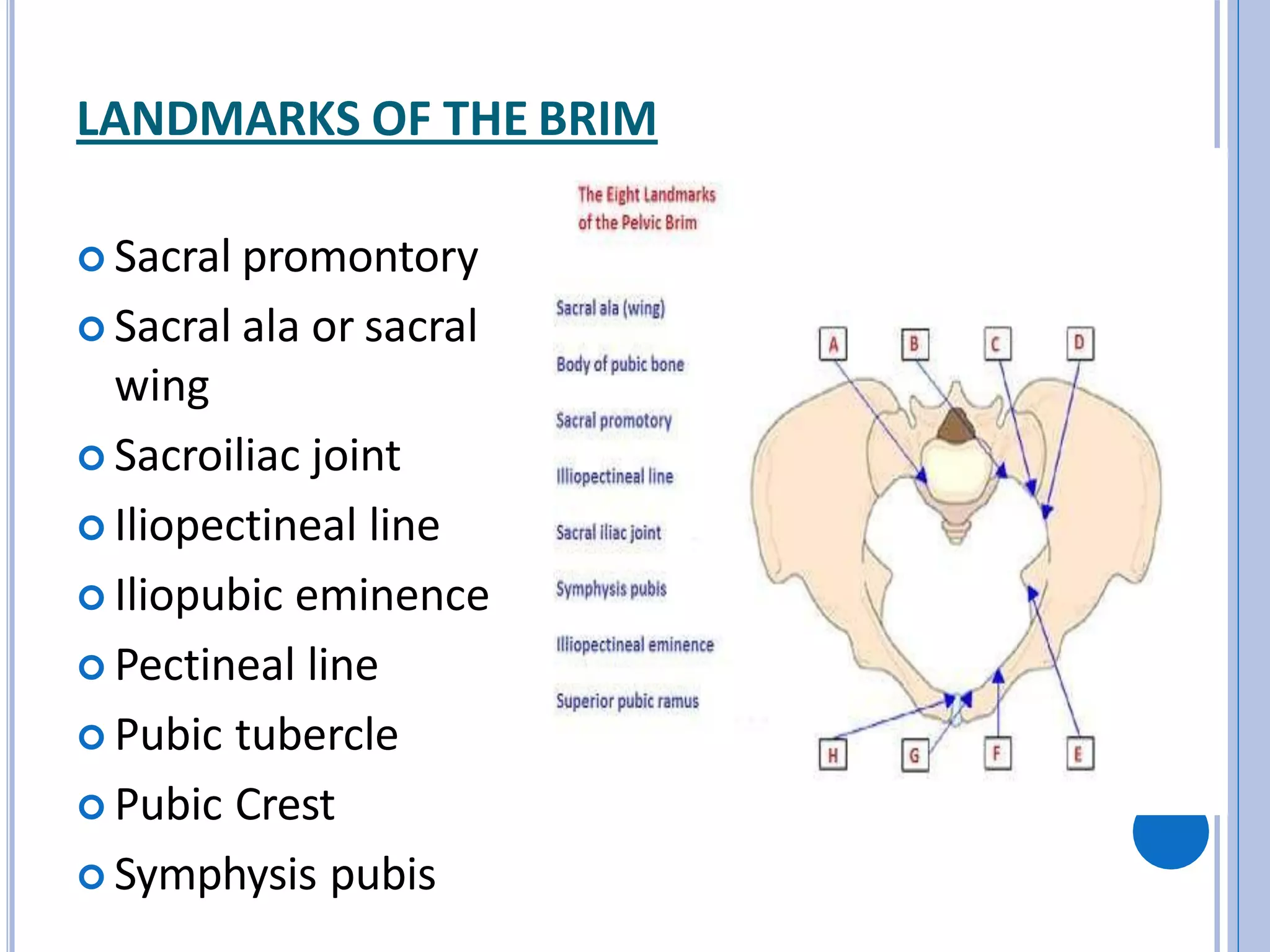 Pelvis | PDF