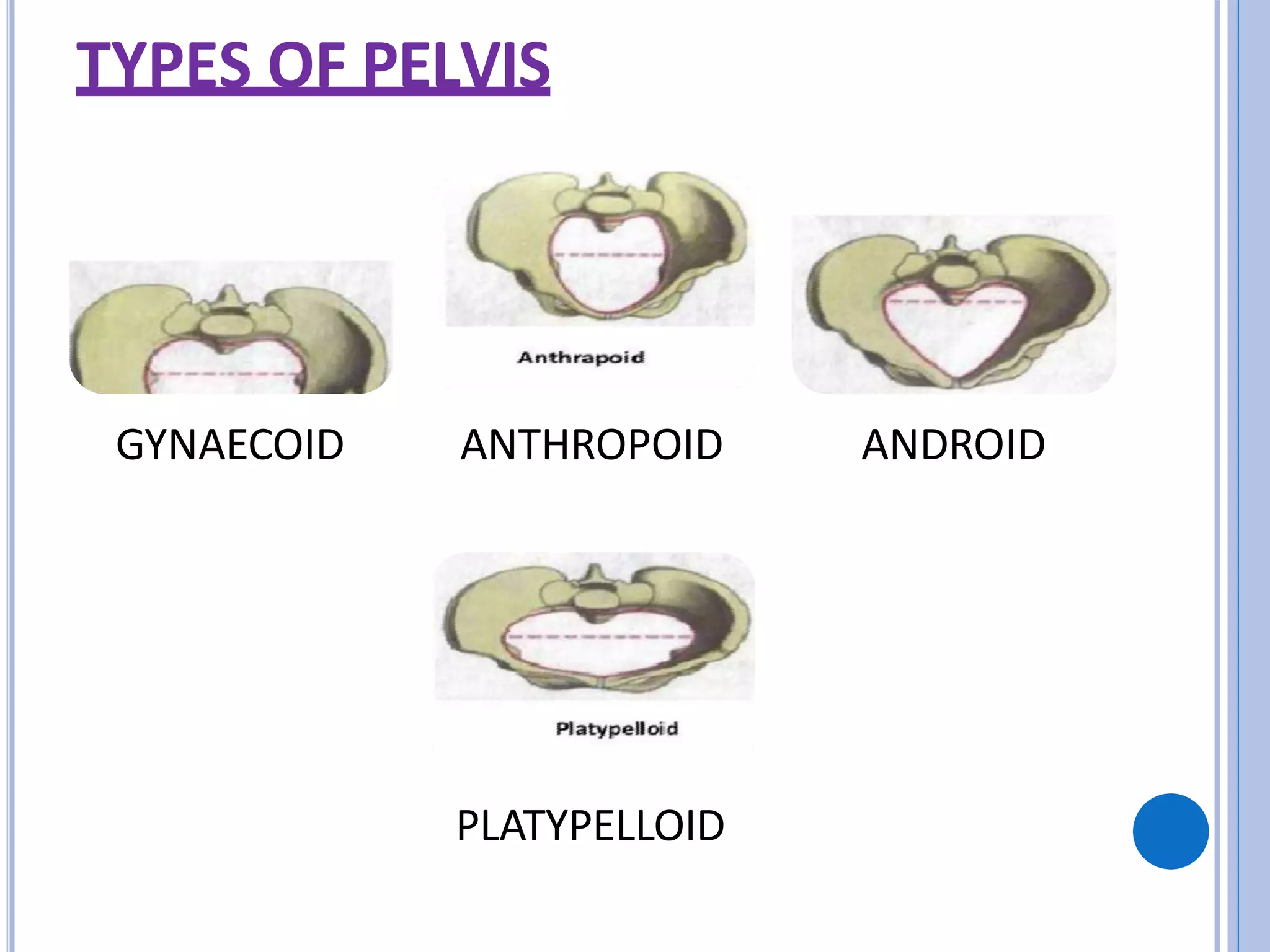 Pelvis | PDF