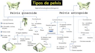 Tipos de Pelvis - Anatomìa | PPTX