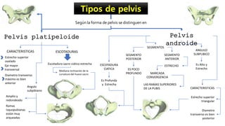 Tipos de Pelvis - Anatomìa | PPTX