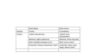 Tipos de Pelvis - Anatomìa | PPTX