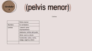 Tipos de Pelvis - Anatomìa | PPTX