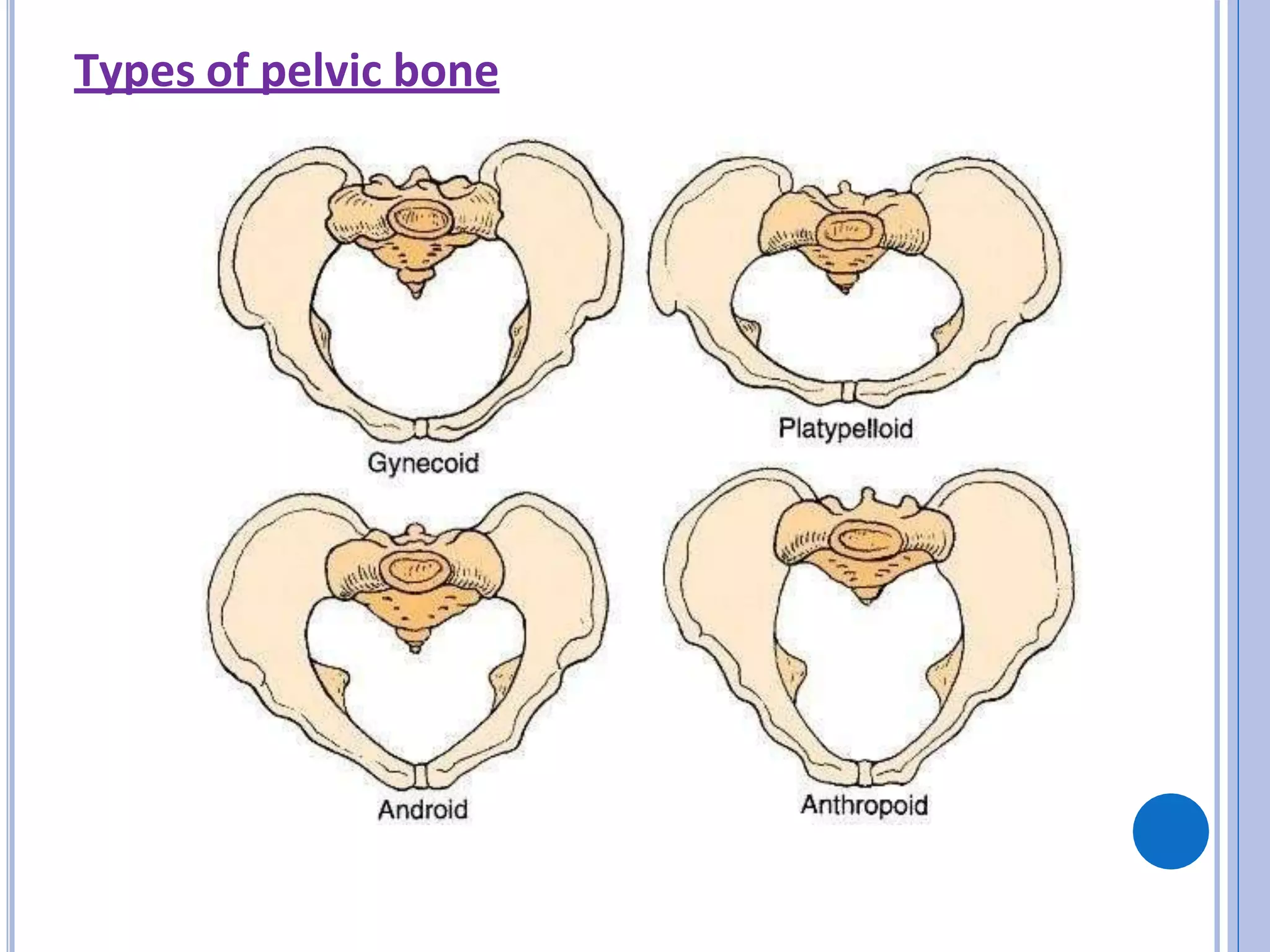 Pelvis.pptx
