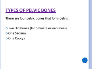 Pelvis.pptx
