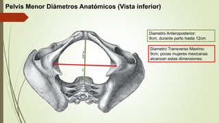 PELVIS.pptx