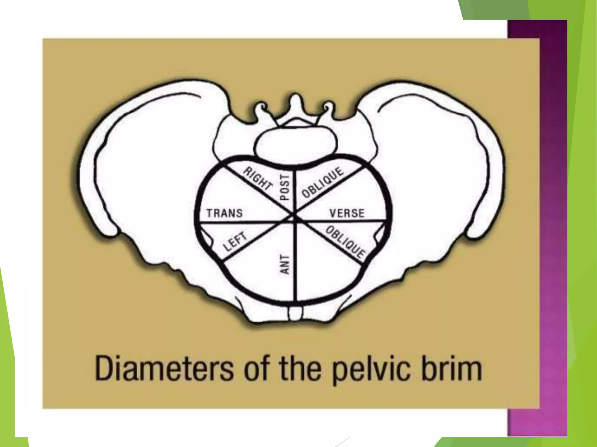 PELVIS.pptx