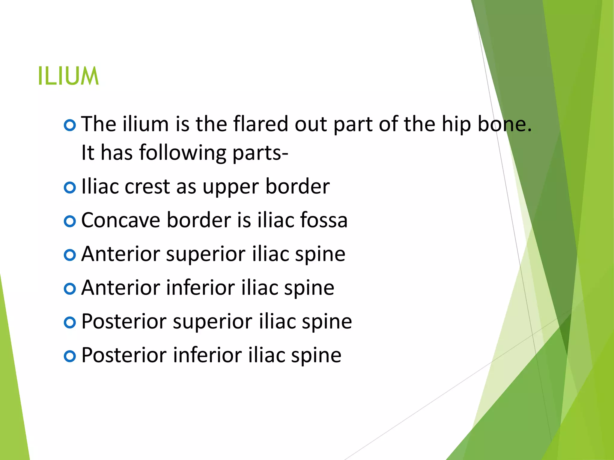 PELVIS.pptx