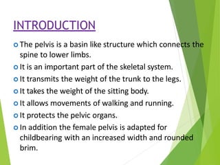 PELVIS.pptx