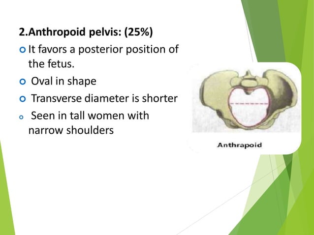 PELVIS.pptx