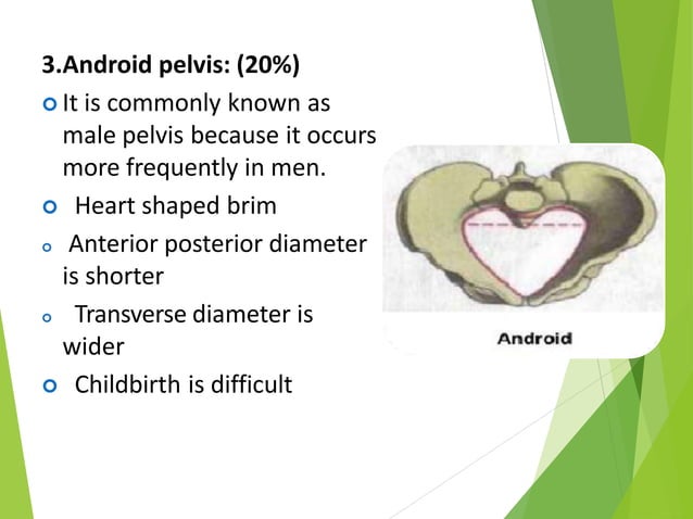 PELVIS.pptx
