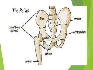PELVIS.pptx