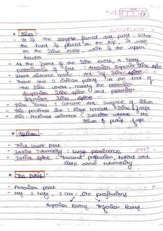 Pelvis.pdf | Free Download