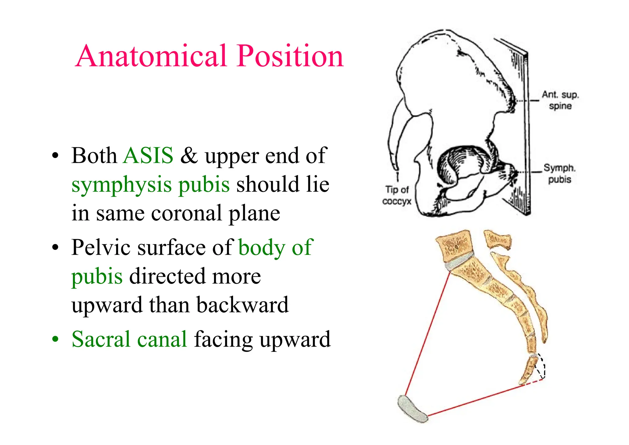 female Pelvis anatomy and physiology.... | PDF
