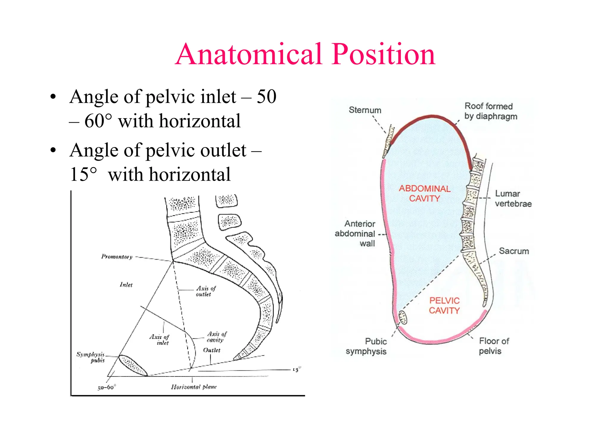 female Pelvis anatomy and physiology.... | PDF