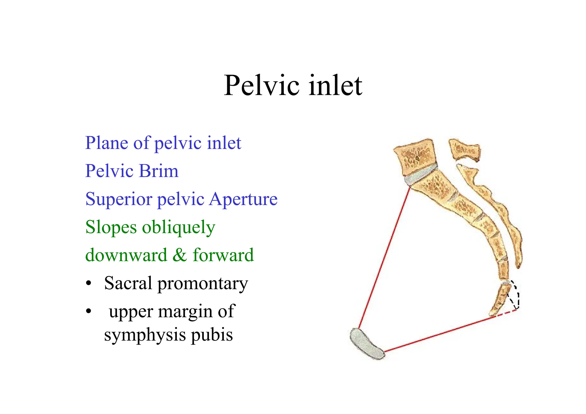 female Pelvis anatomy and physiology.... | PDF