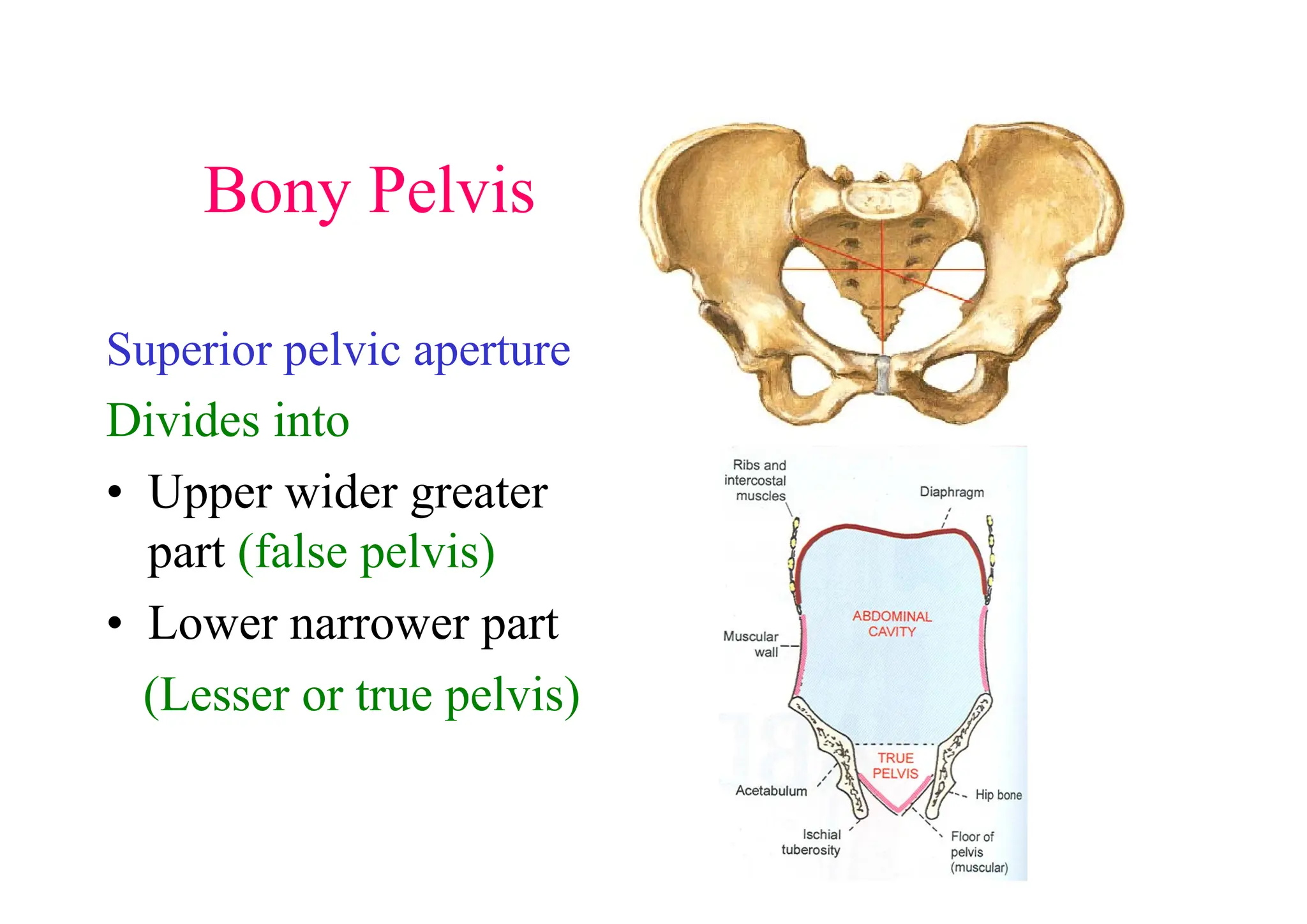 female Pelvis anatomy and physiology.... | PDF