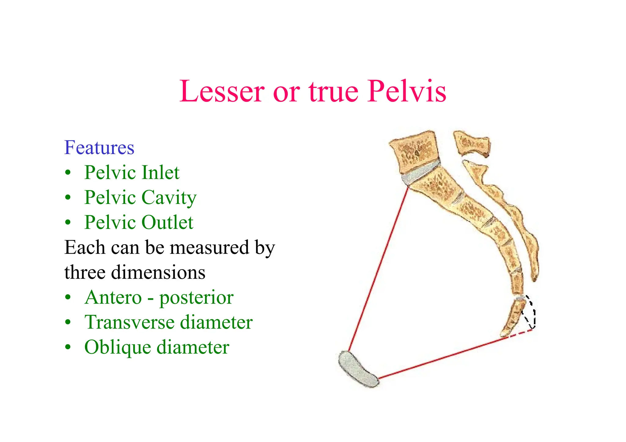 female Pelvis anatomy and physiology.... | PDF