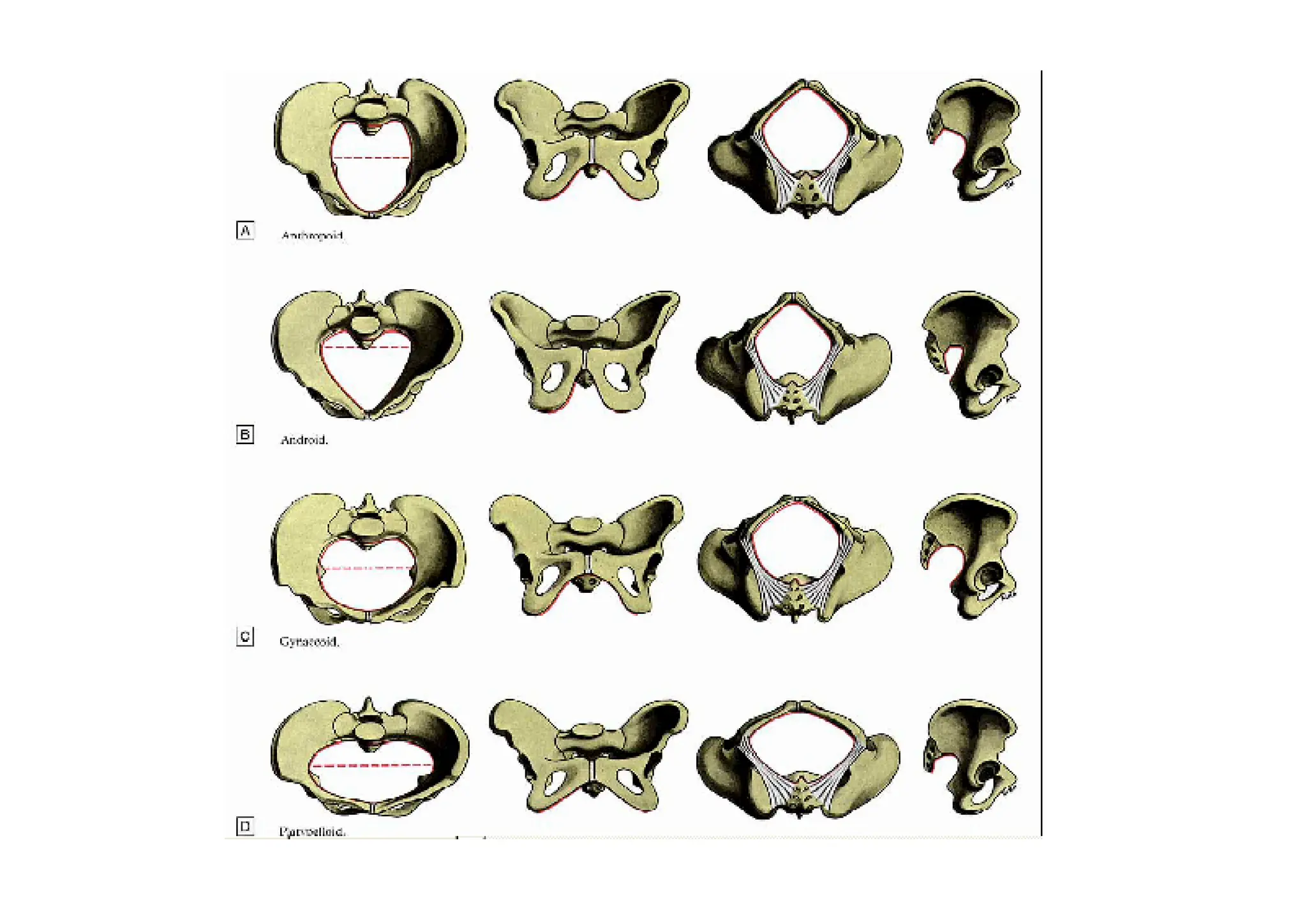 female Pelvis anatomy and physiology.... | PDF