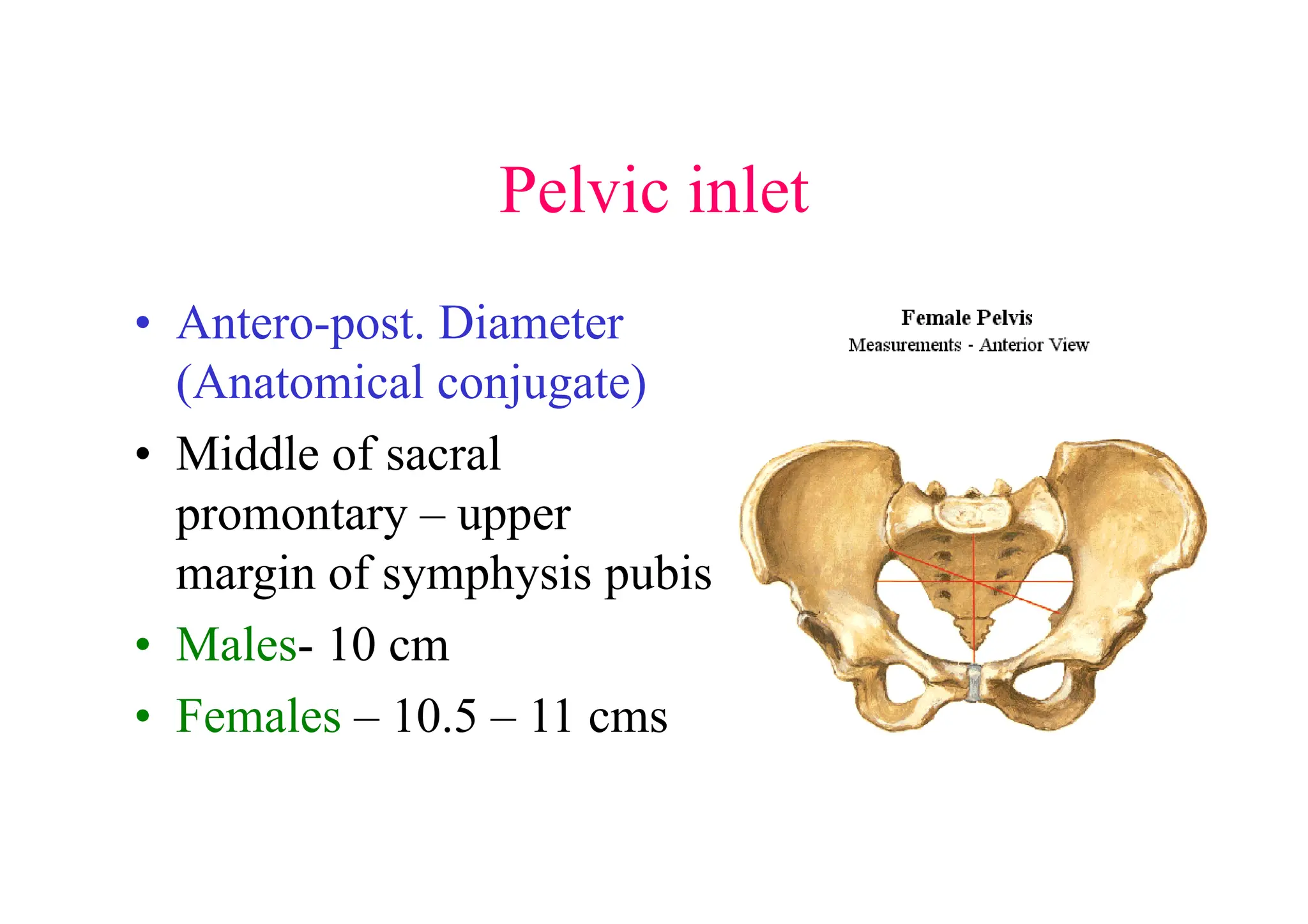 female Pelvis anatomy and physiology.... | PDF