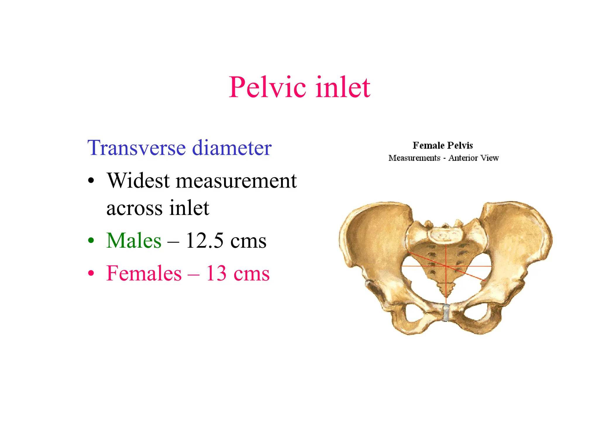 female Pelvis anatomy and physiology.... | PDF