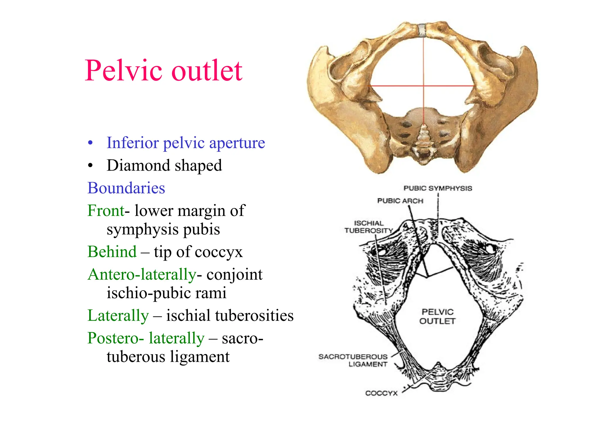 female Pelvis anatomy and physiology.... | PDF