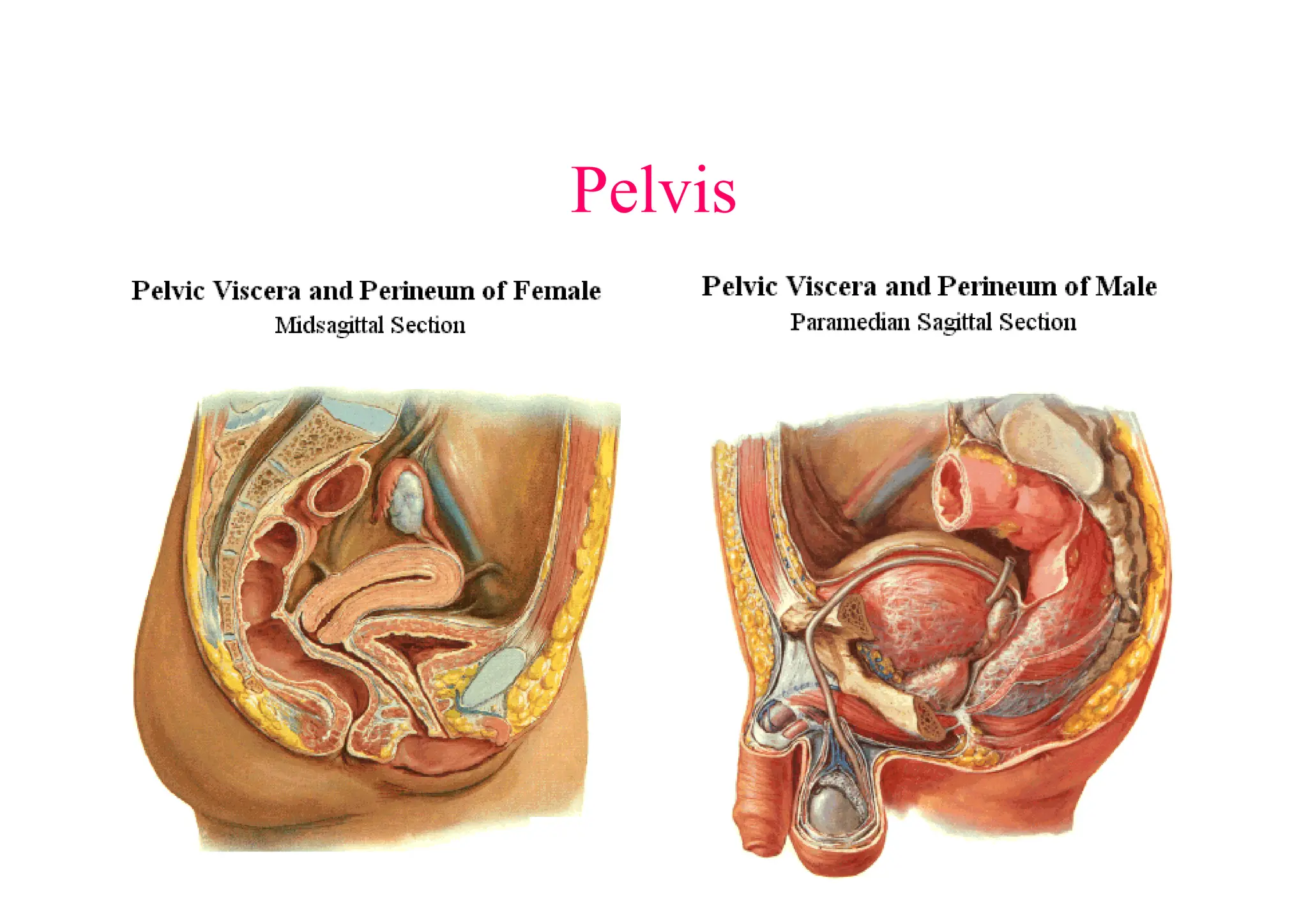 female Pelvis anatomy and physiology.... | PDF